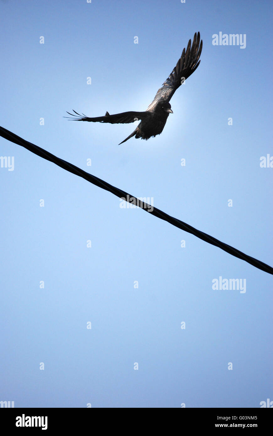 Raven bird scavenger hi-res stock photography and images - Alamy