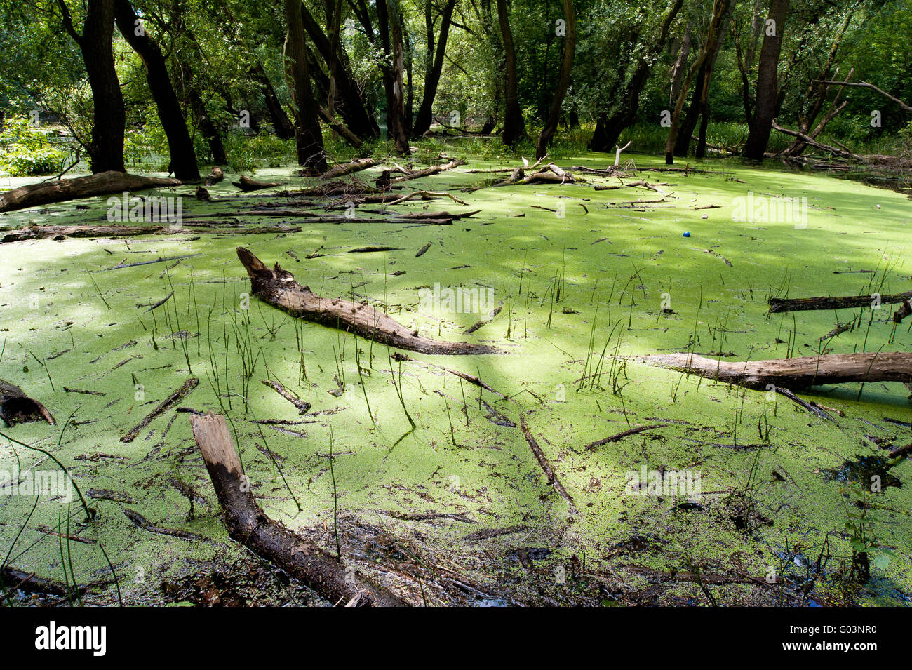 Old Rhine at Altrip Stock Photo - Alamy