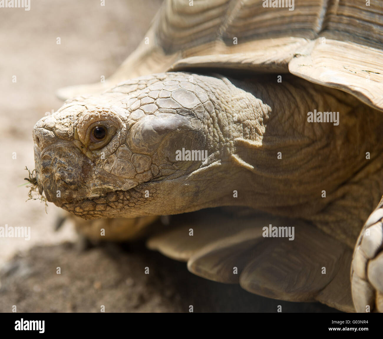 Giant Tortoise, Turtle Stock Photo - Alamy