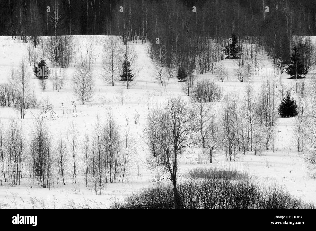 Snowy low forest in early spring Stock Photo - Alamy