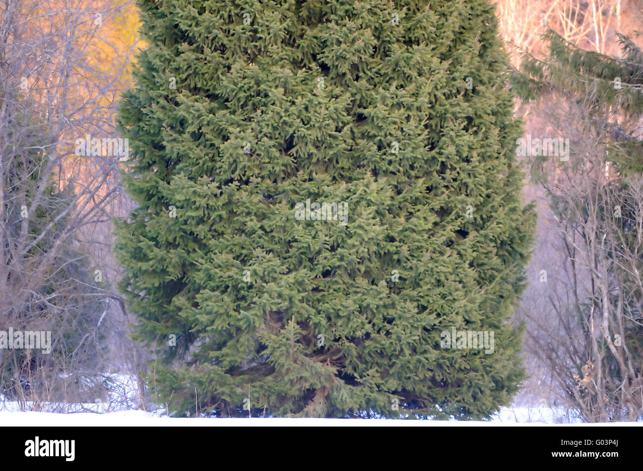 Fir wood spruce forest hi-res stock photography and images - Alamy