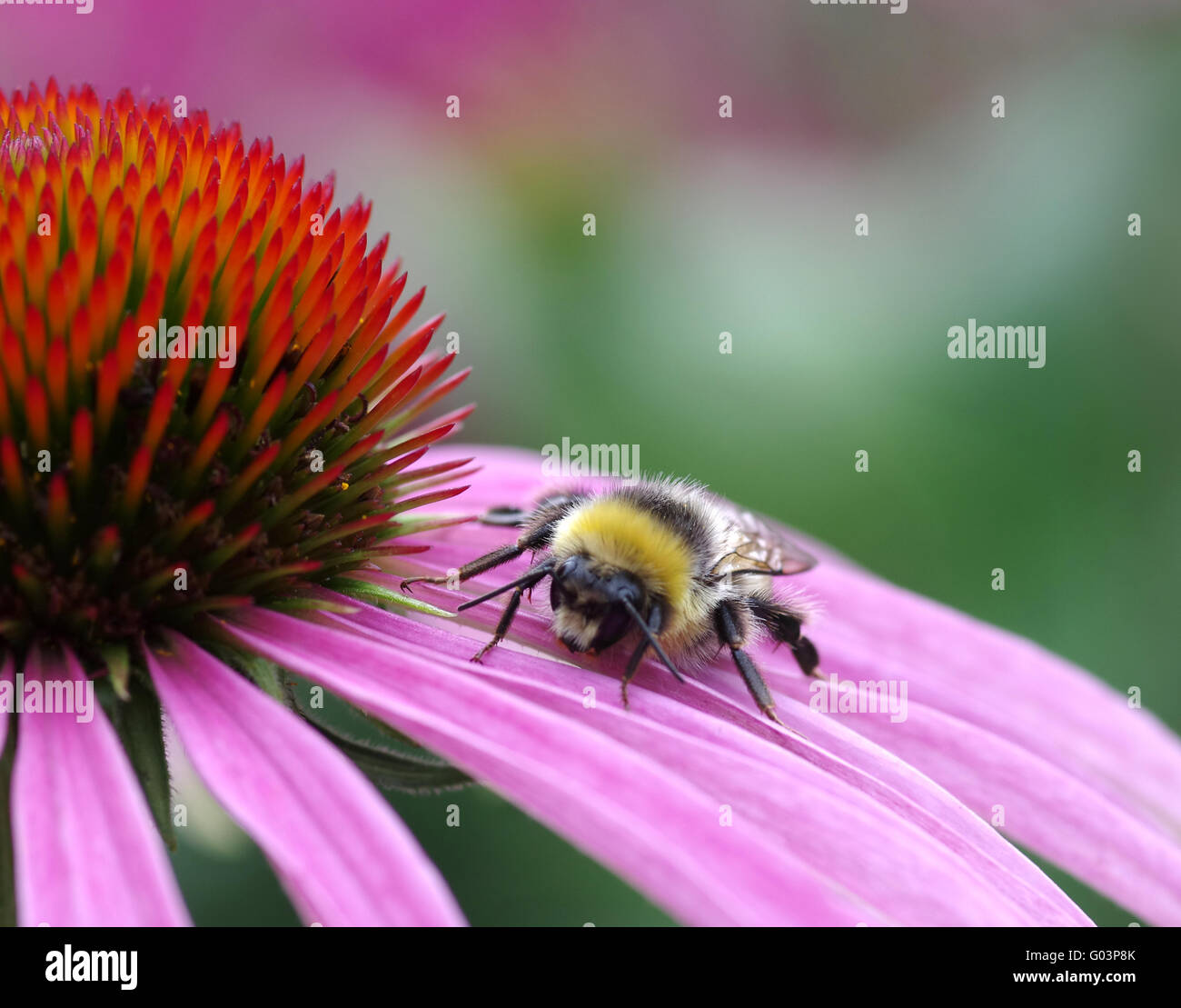 Bumblebee on flower Stock Photo - Alamy