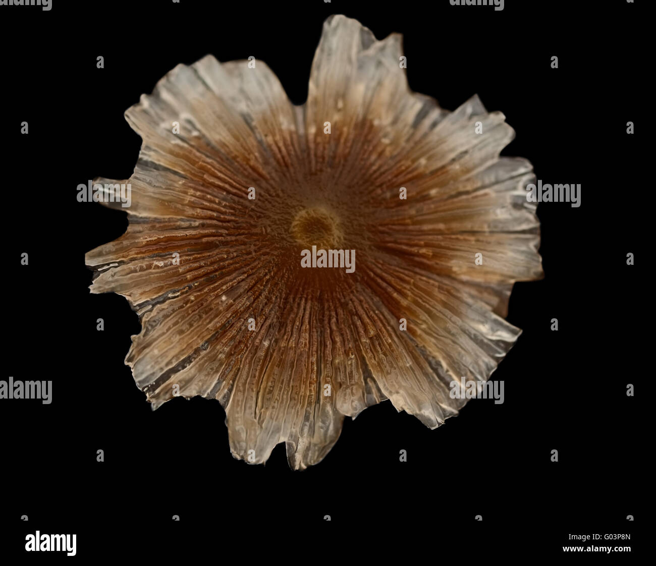 Small Brown Translucent transparent Mushroom Mycena Stock Photo - Alamy