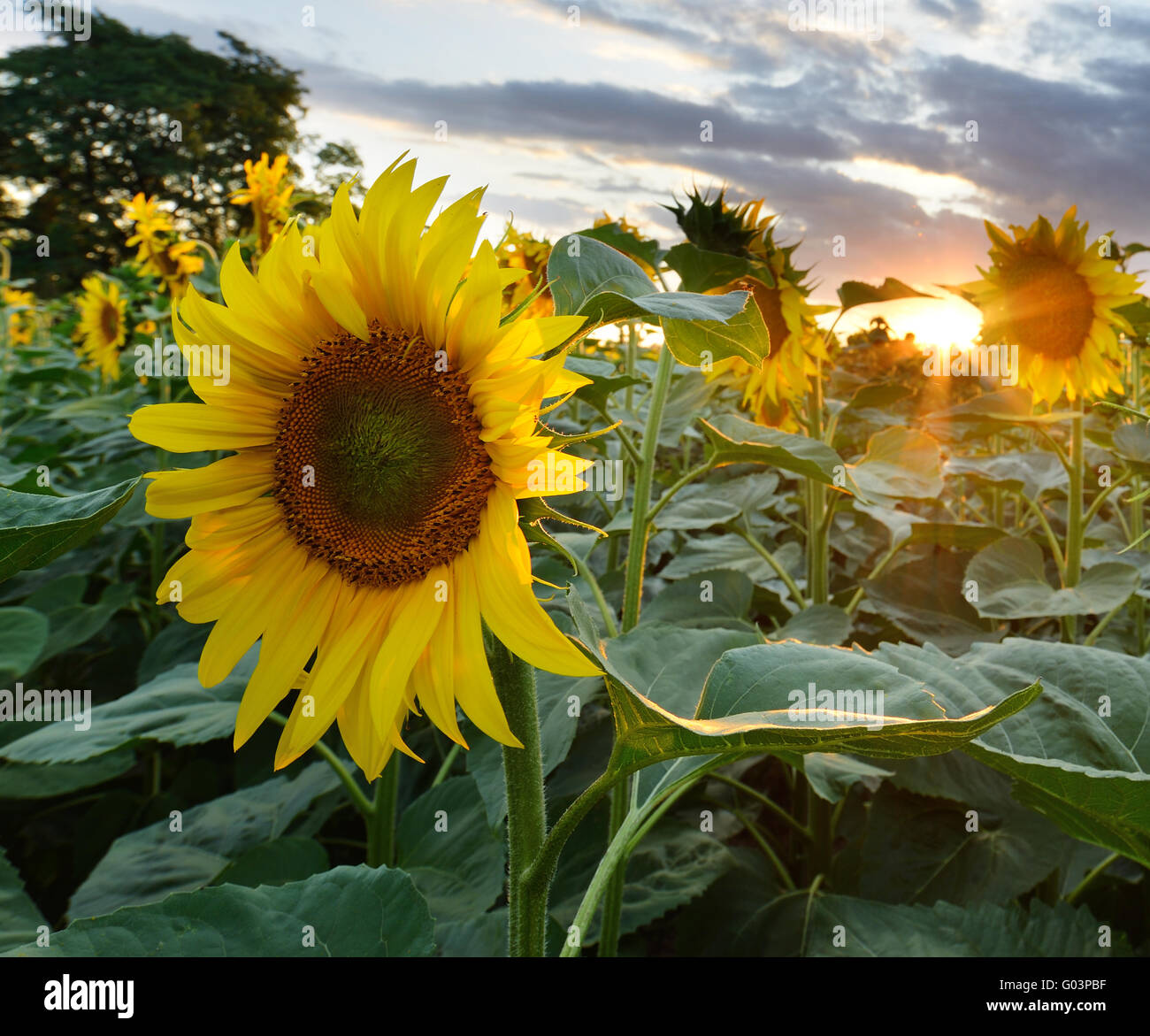 The landscape of the field with a spectacular sky Stock Photo - Alamy