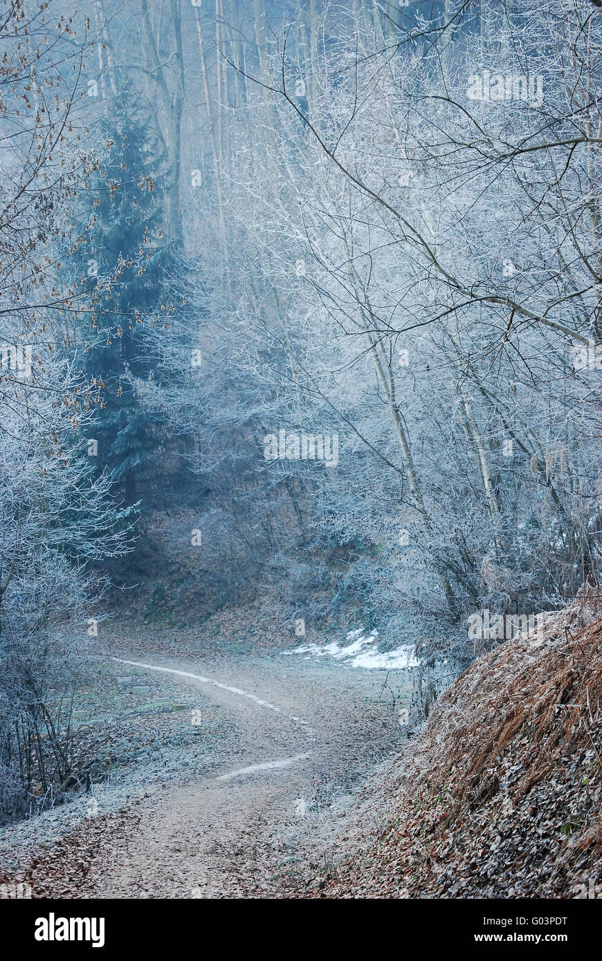 A winter forest Stock Photo - Alamy