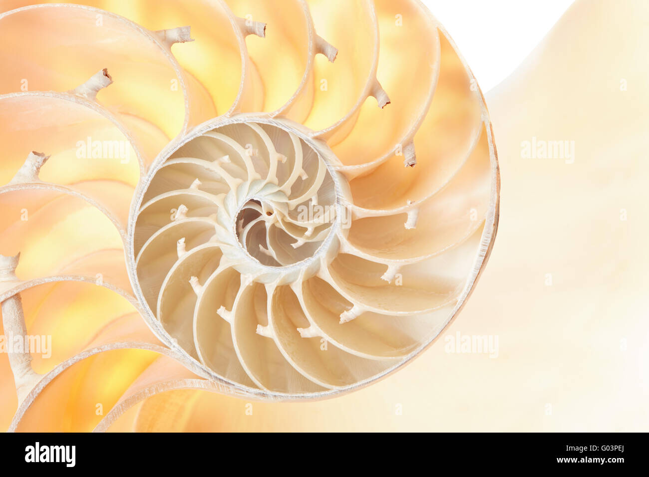 Nautilus shell section, perfect pattern background Stock Photo - Alamy