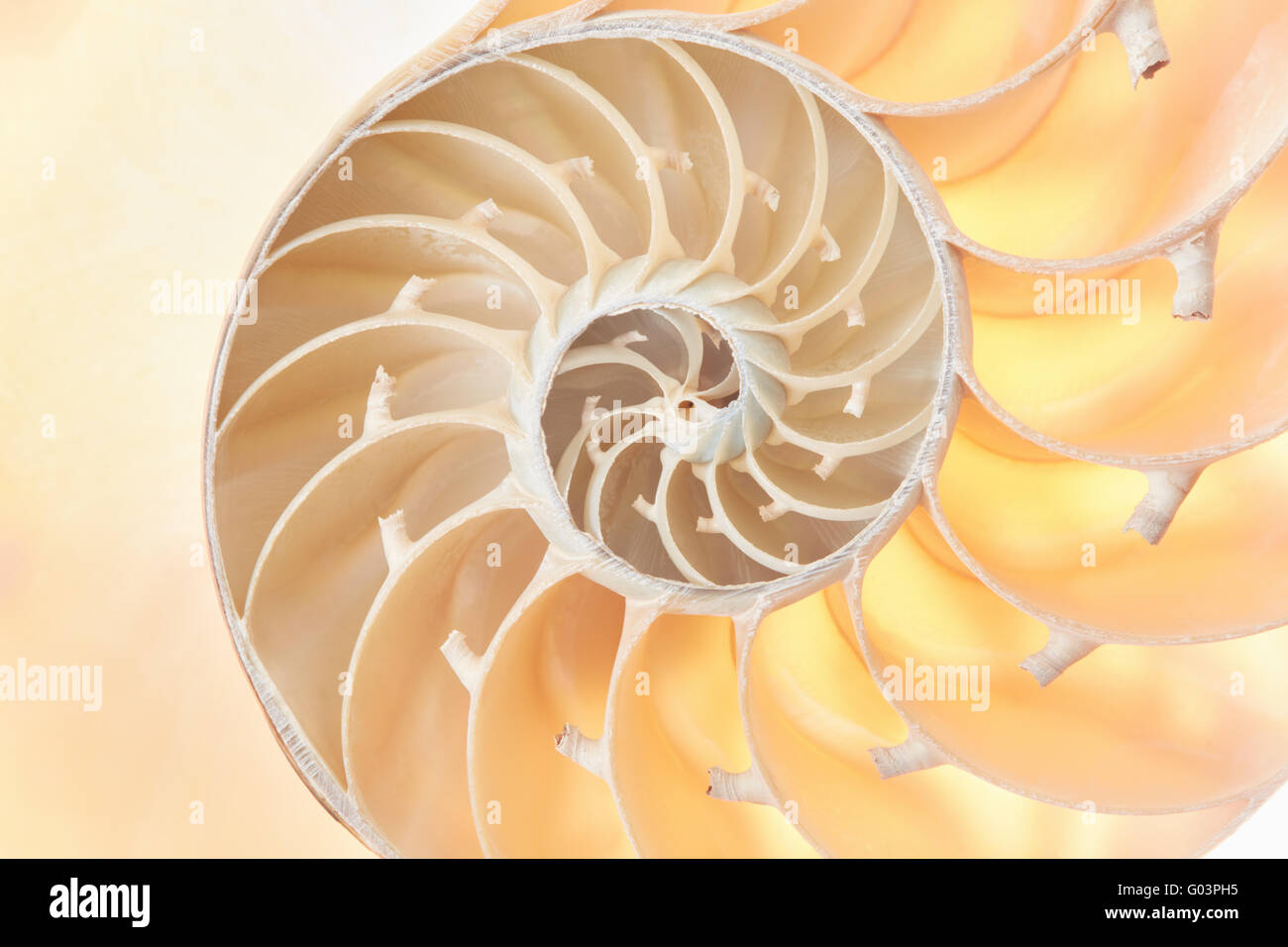 Nautilus shell section, perfect Fibonacci pattern background Stock ...