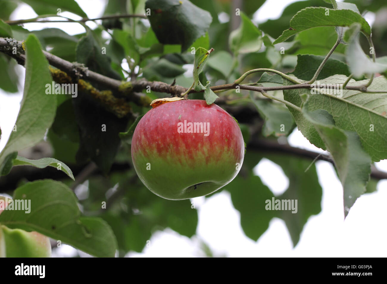 Apple hanging on tree hi-res stock photography and images - Alamy