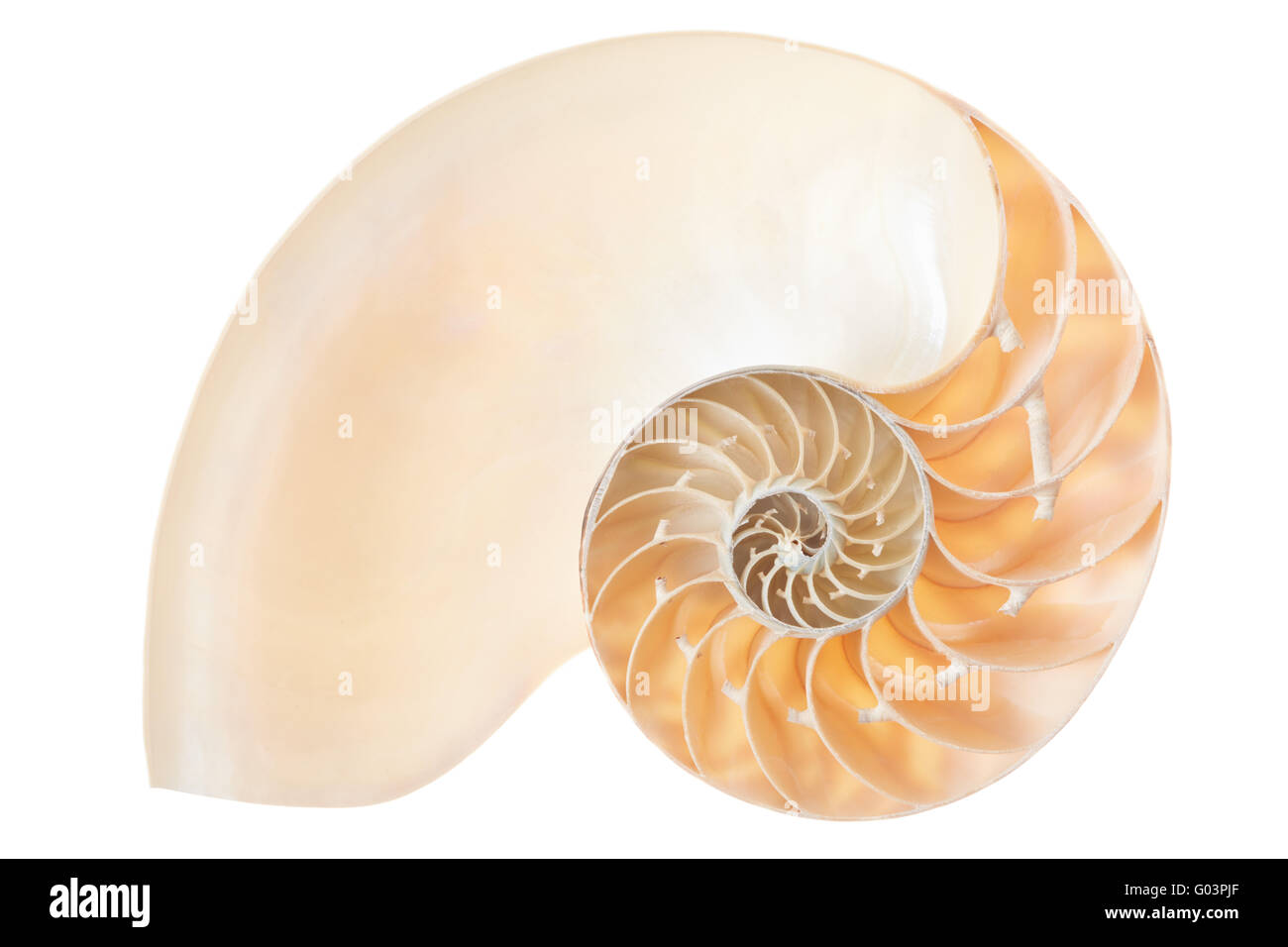 Nautilus shell section on white, clipping path Stock Photo - Alamy