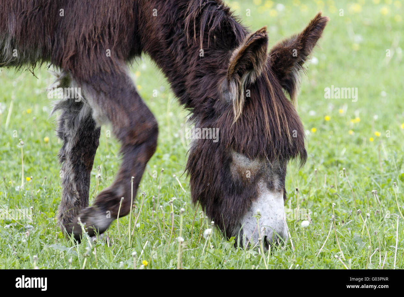 1 esel hi-res stock photography and images - Alamy