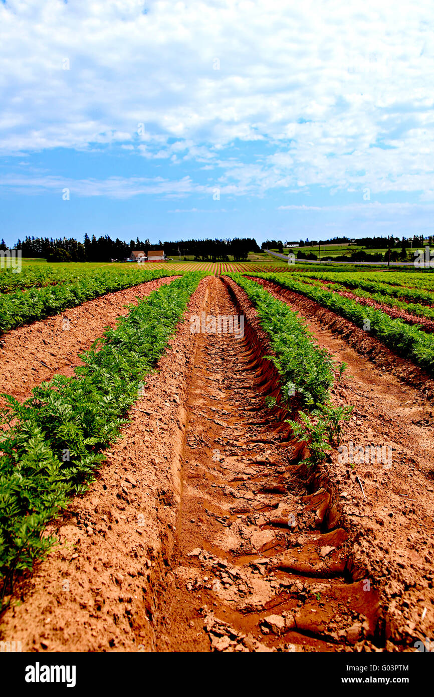 Lines of green vegetables in a farm field Stock Photo - Alamy