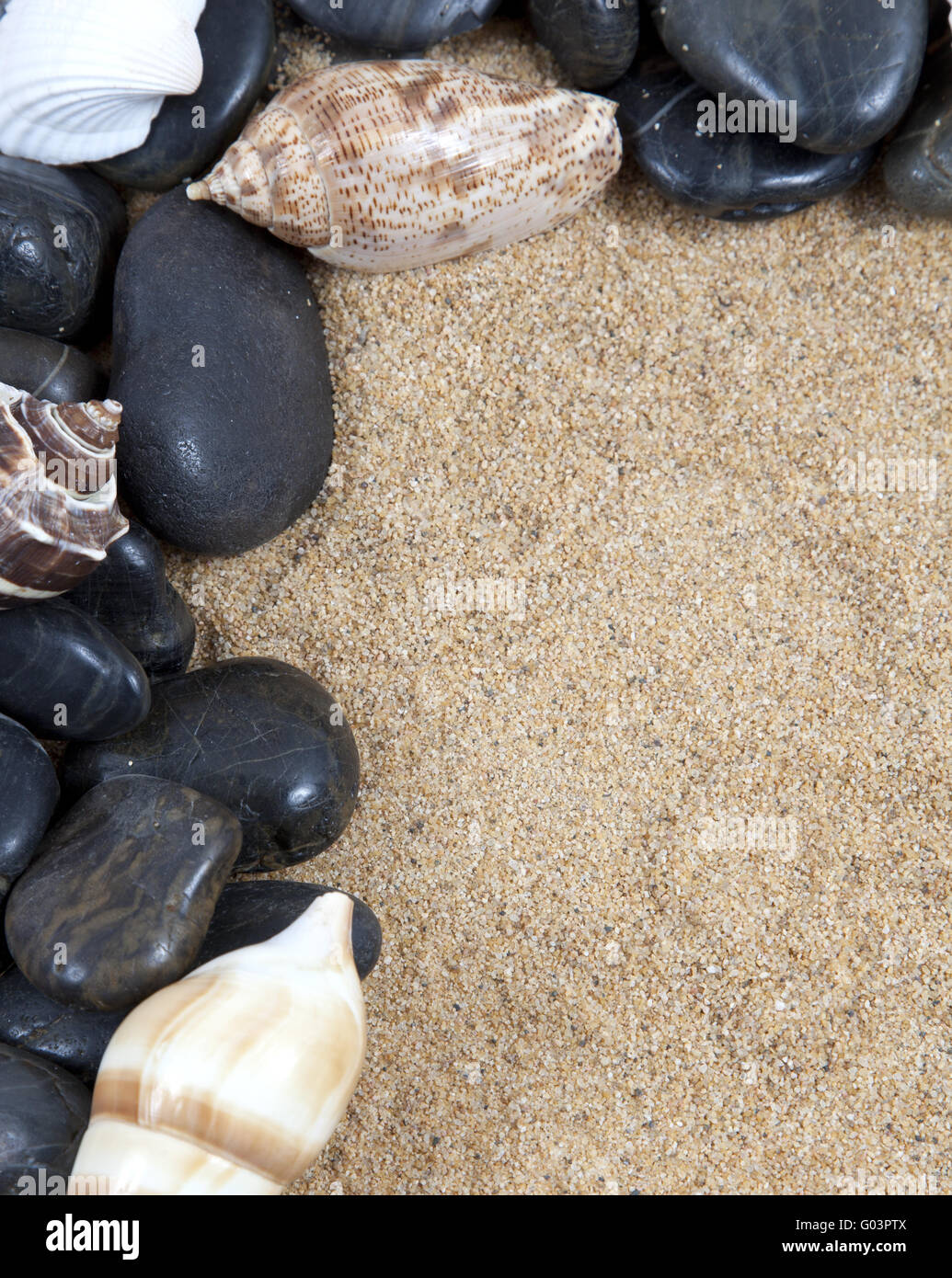 Nice sea shells on the sandy beach taken closeup Stock Photo - Alamy
