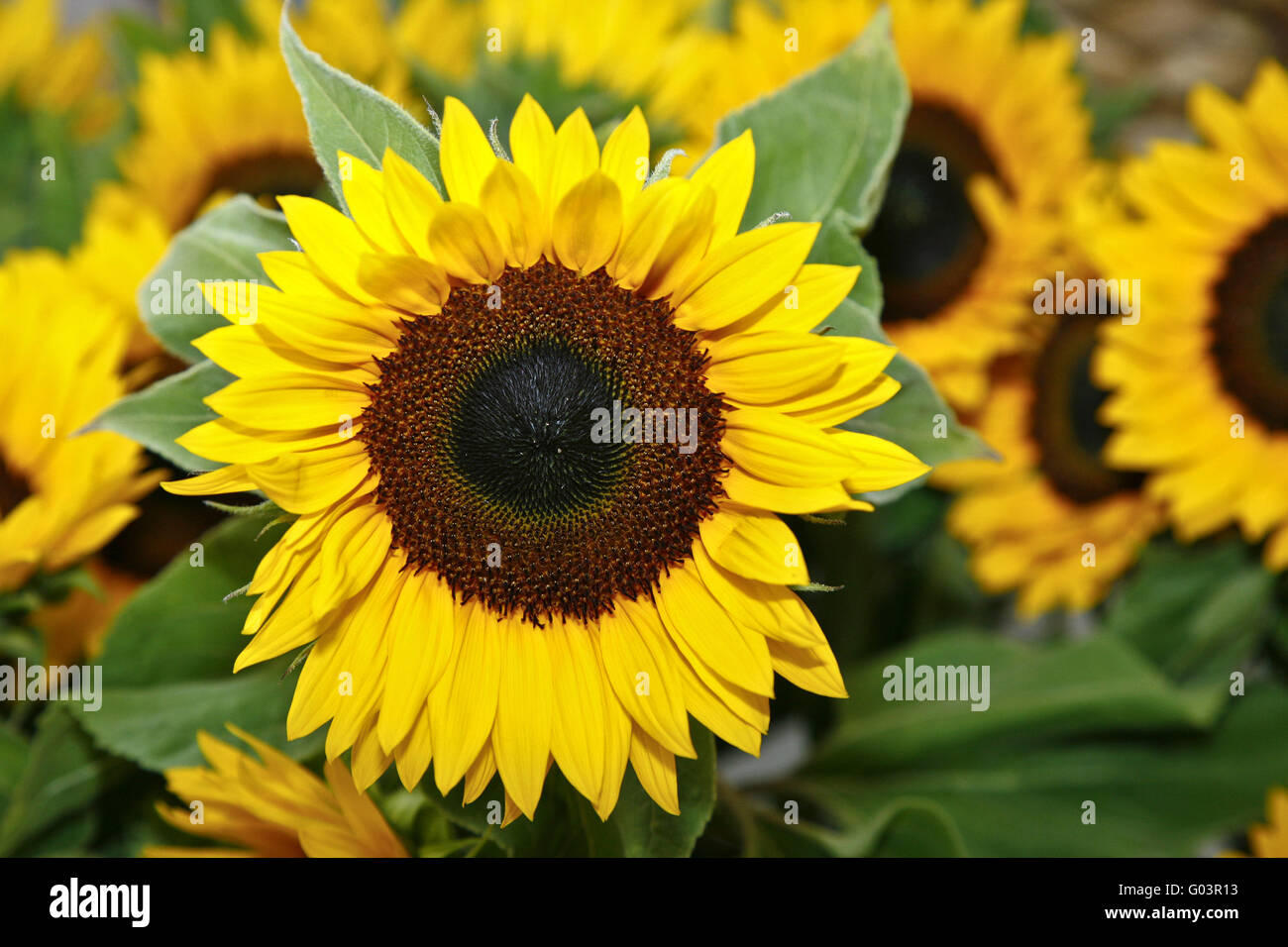 Biogenic energy supply from sunflowers Stock Photo - Alamy