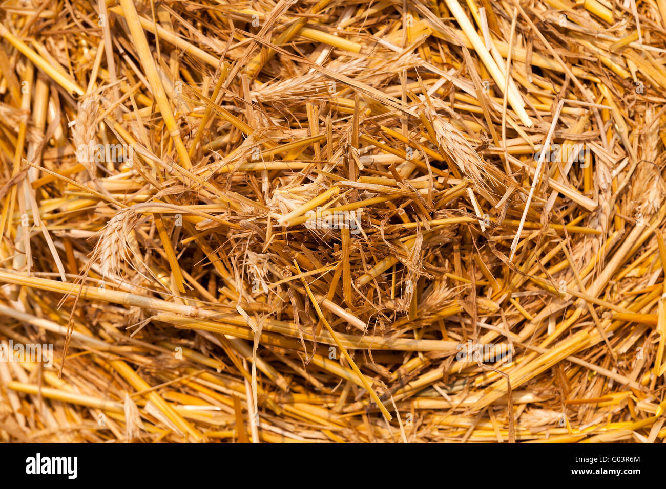 stack of straw in the field Stock Photo - Alamy