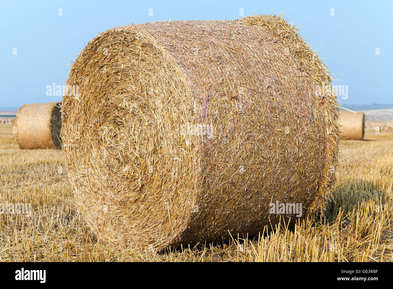 haystacks in a field of straw Stock Photo - Alamy