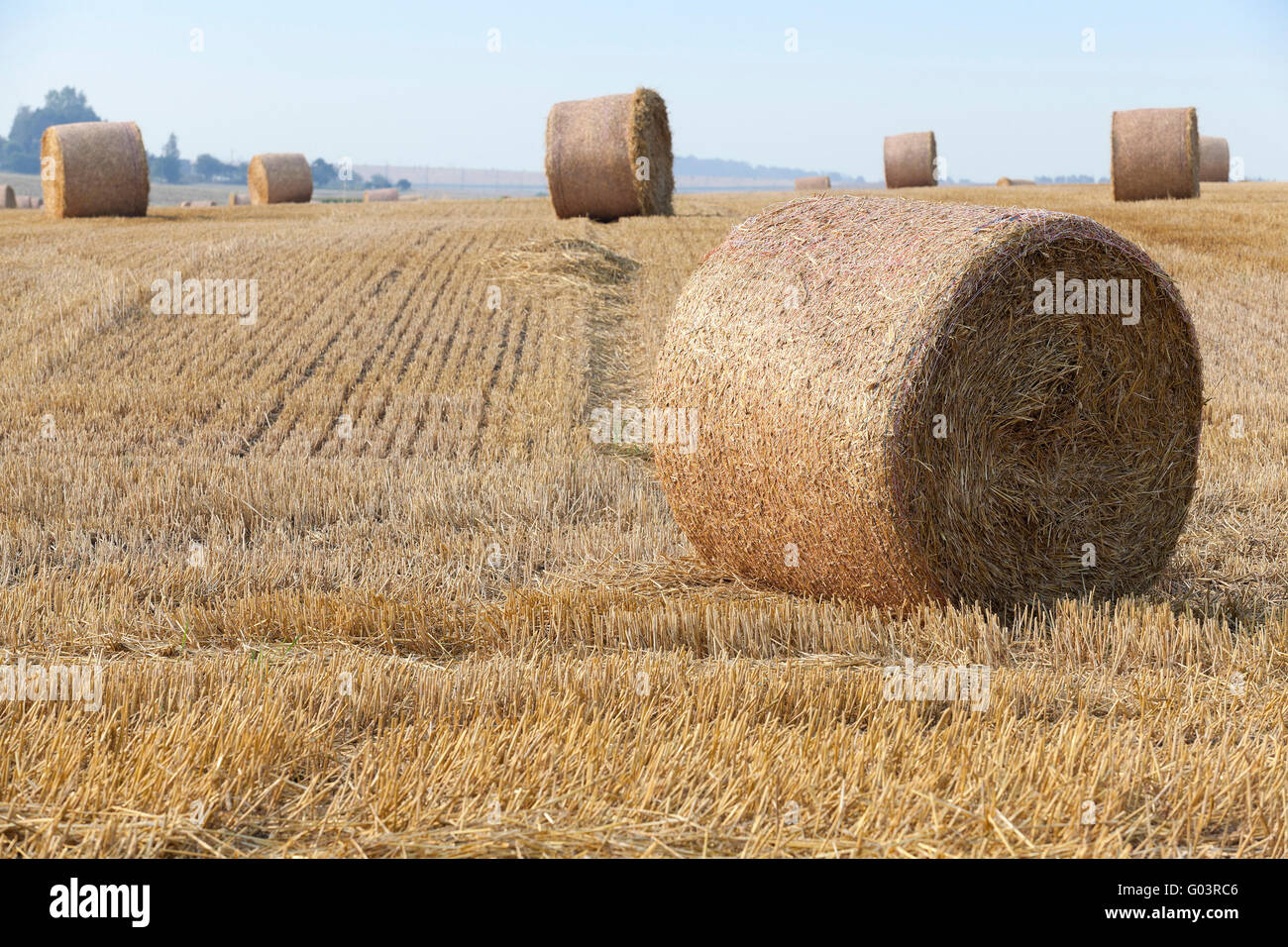 haystacks in a field of straw Stock Photo - Alamy