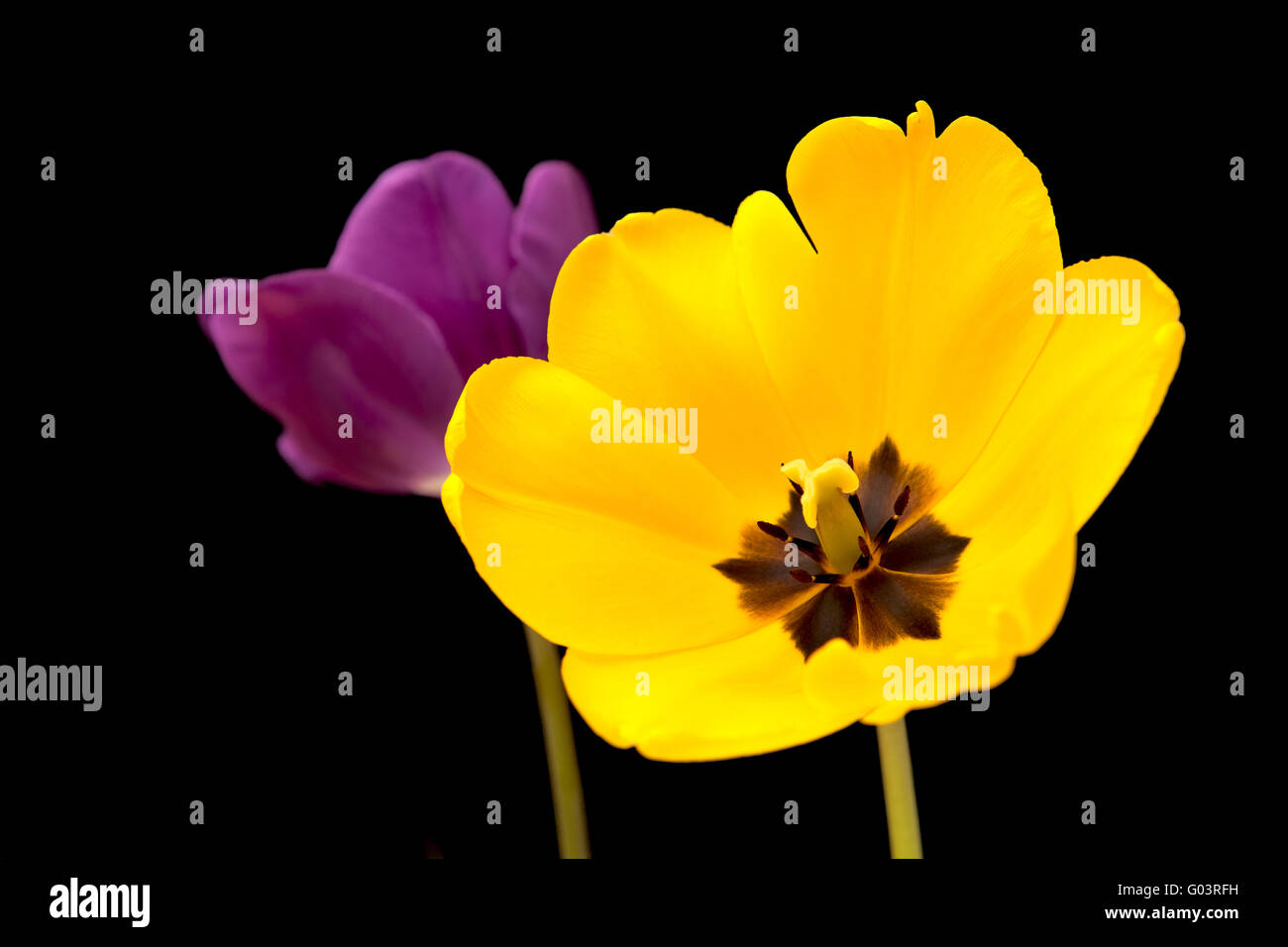 Two tulpen hi-res stock photography and images - Alamy