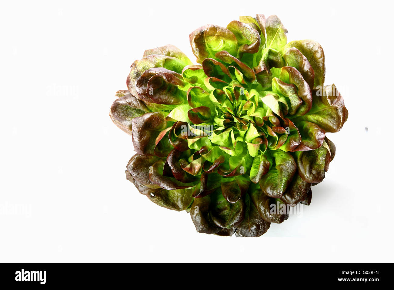 Fresh Butterhead Lettuce Stock Photo - Alamy