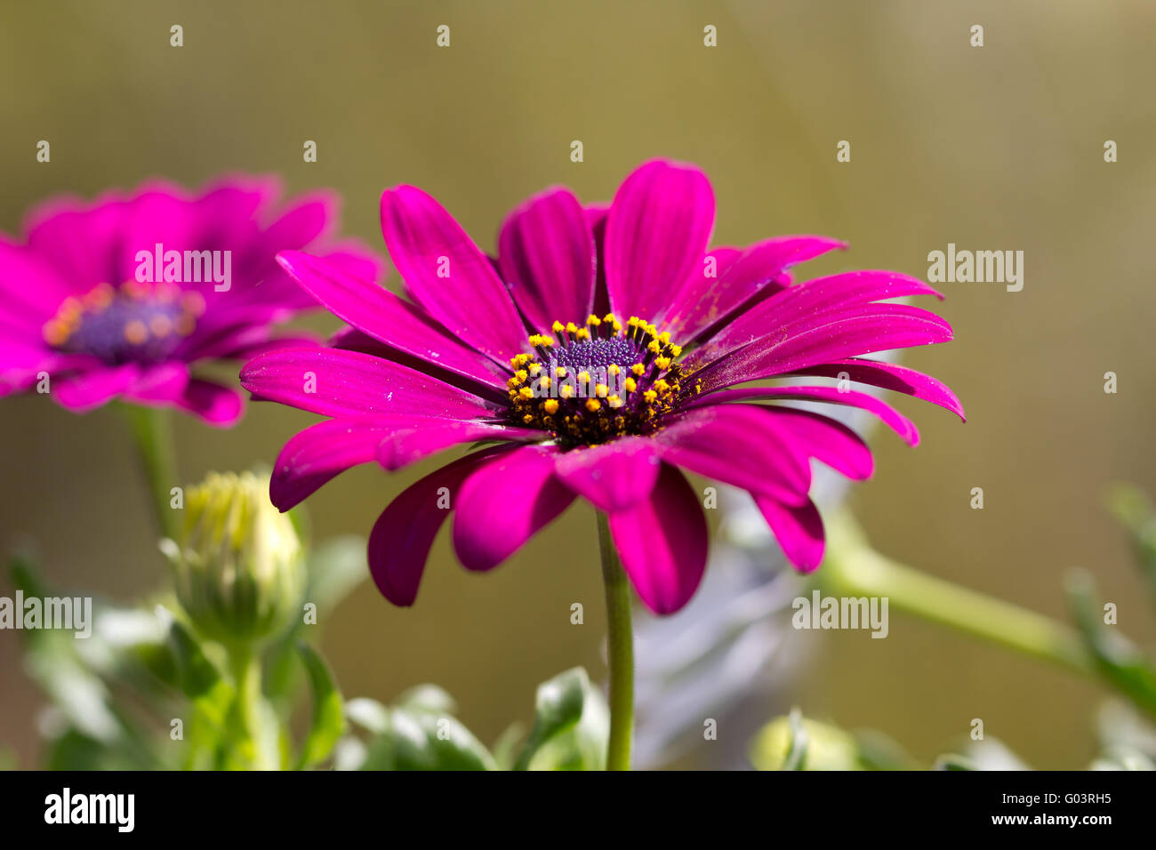 Red Marguerite closeup Stock Photo - Alamy