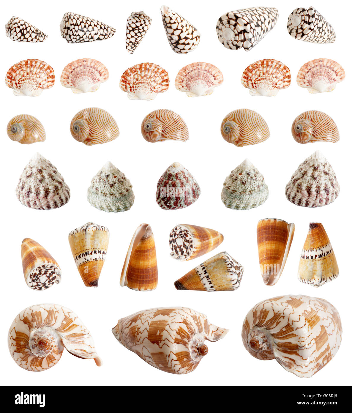 Seashell ornament Cut Out Stock Images & Pictures - Alamy