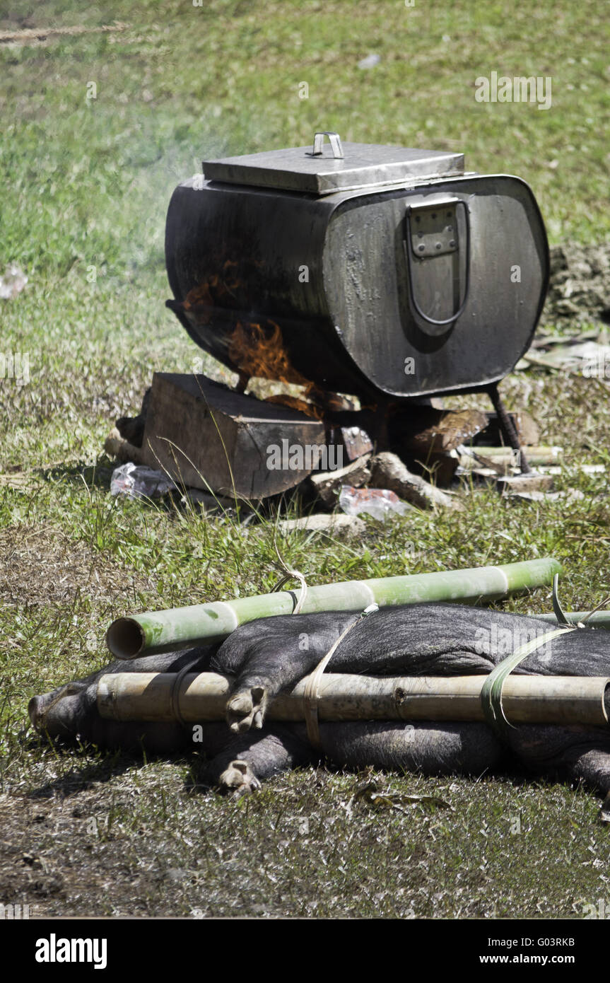 Traditional Tana Toraja animal sacrifice in funeral ceremony Stock ...
