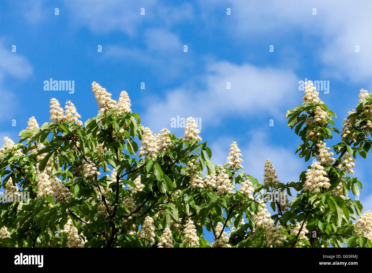 blooming chestnut tree in the spring Stock Photo - Alamy