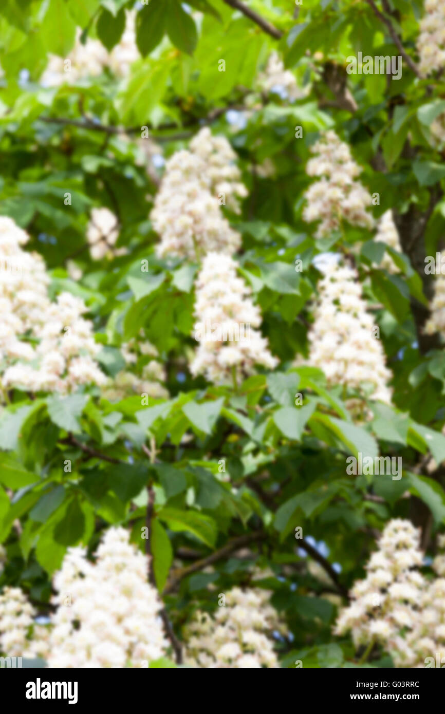 blooming chestnut tree in the spring Stock Photo - Alamy