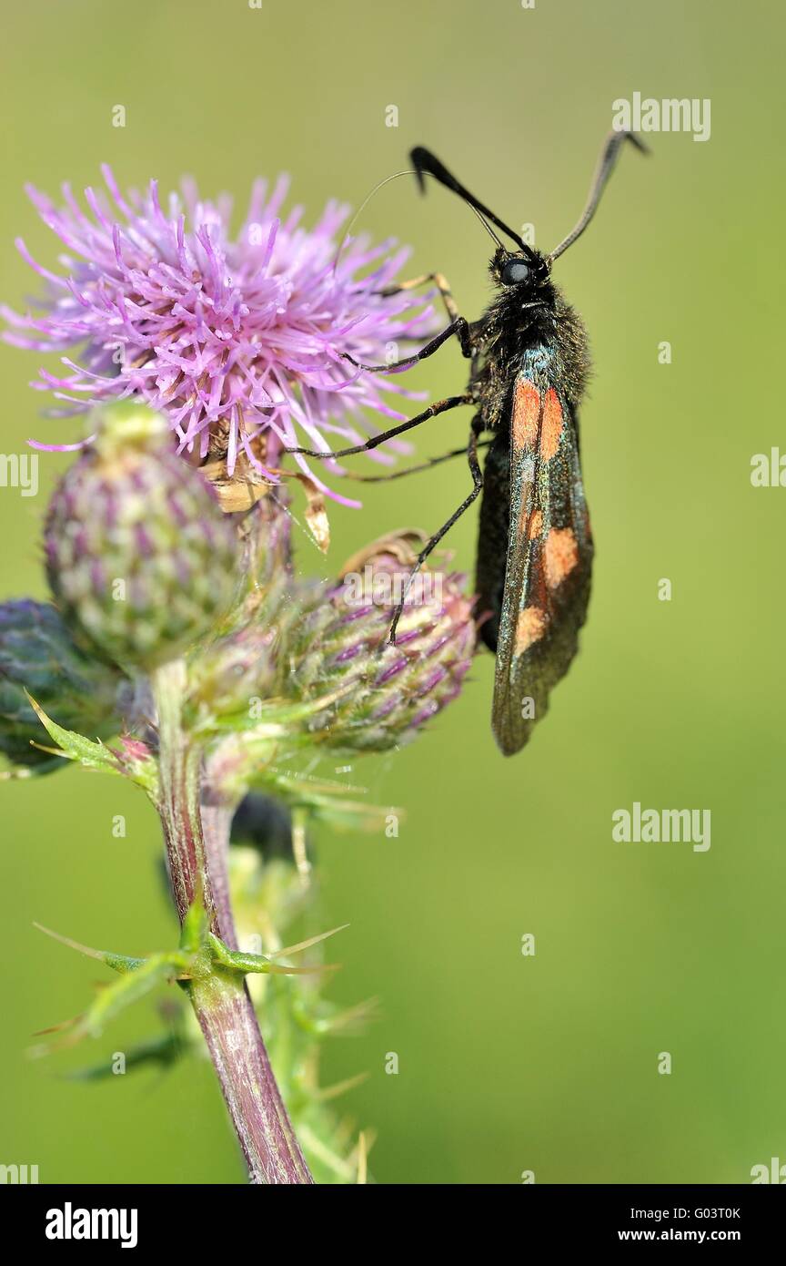 Variable wing hi-res stock photography and images - Alamy