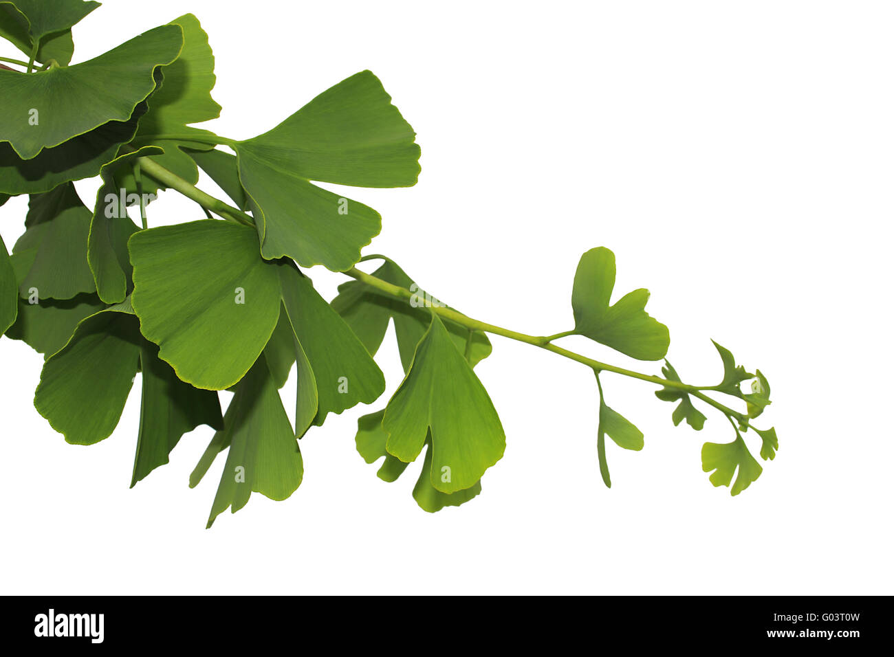 Maidenhair tree fossil hi-res stock photography and images - Alamy