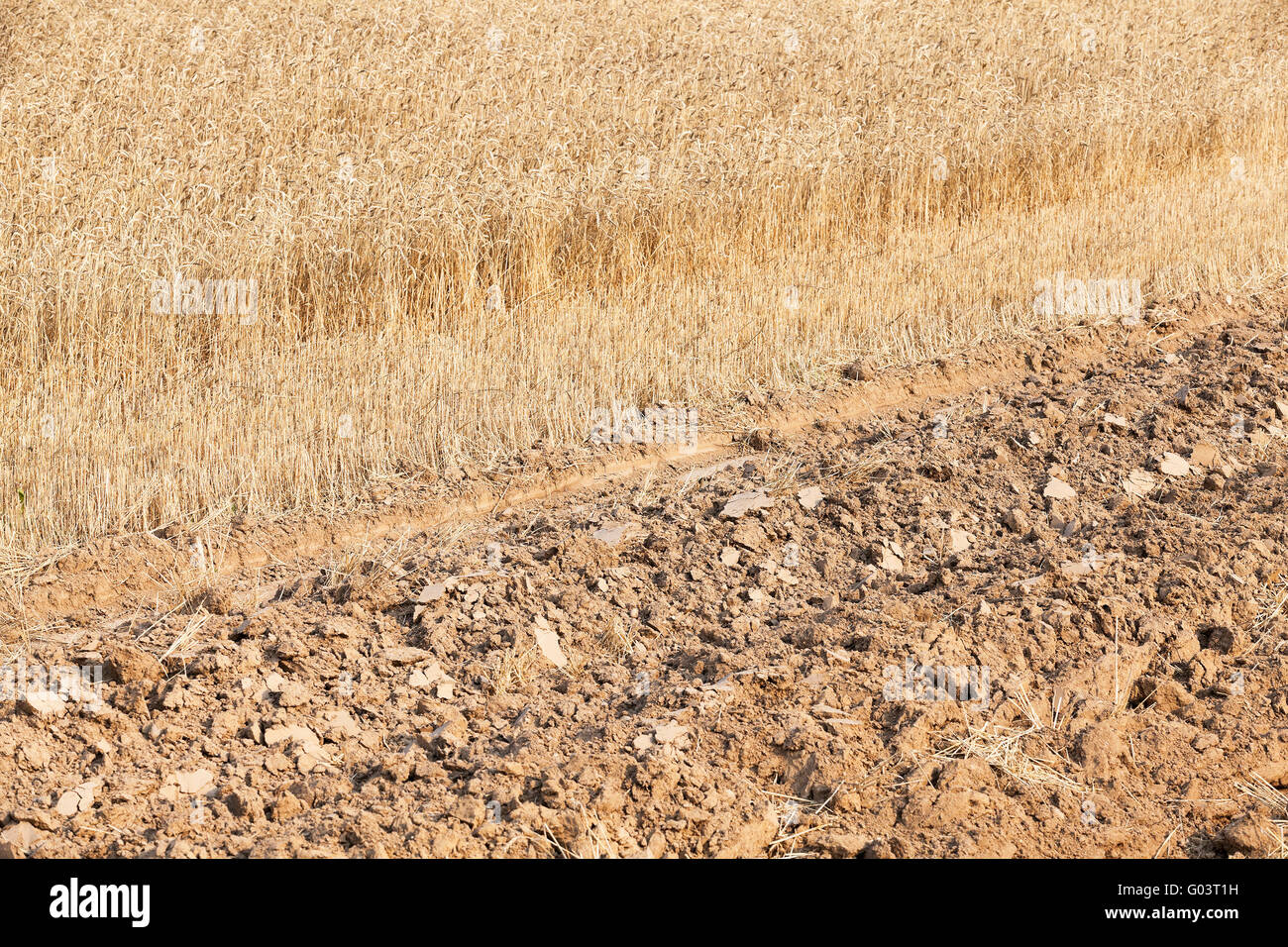 ripe wheat crop Stock Photo - Alamy