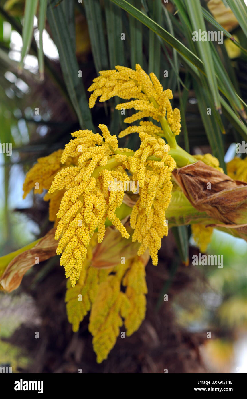 Chinese windmill palm tree hi-res stock photography and images - Alamy