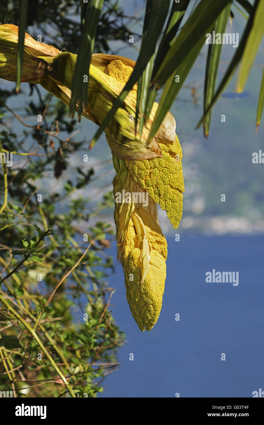 Panicles of a Windmill Palm at lake Lago Maggiore Stock Photo - Alamy