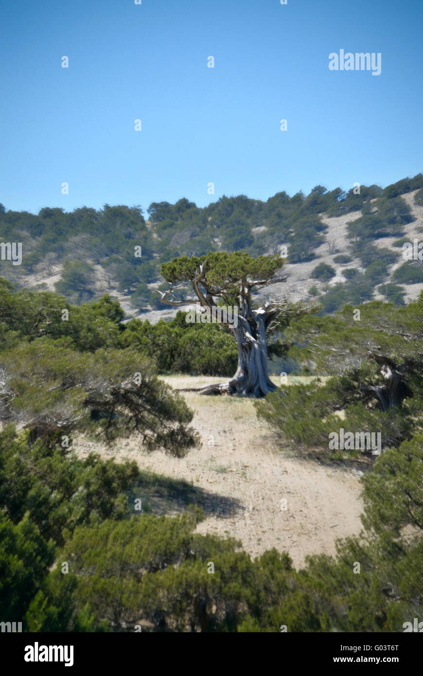 evergreen forest on foothills in Crimea. country Ukraine Stock Photo ...