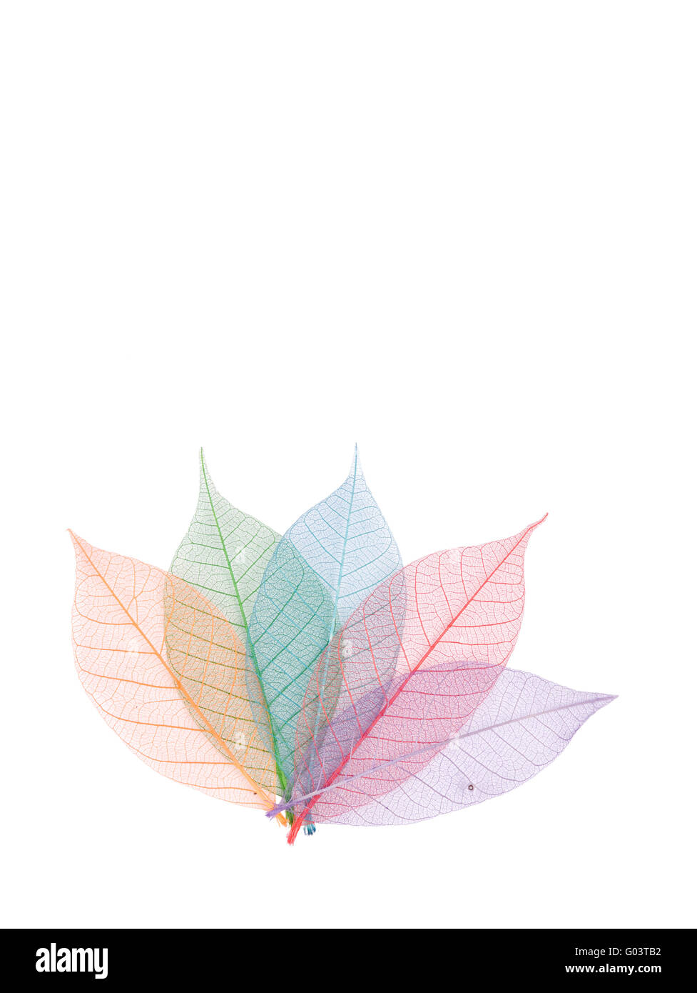 Real leaf with detail vein and various colors Stock Photo - Alamy