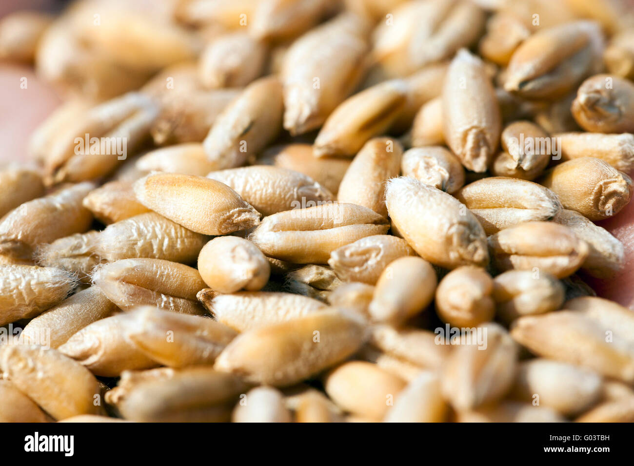 wheat, close up Stock Photo - Alamy