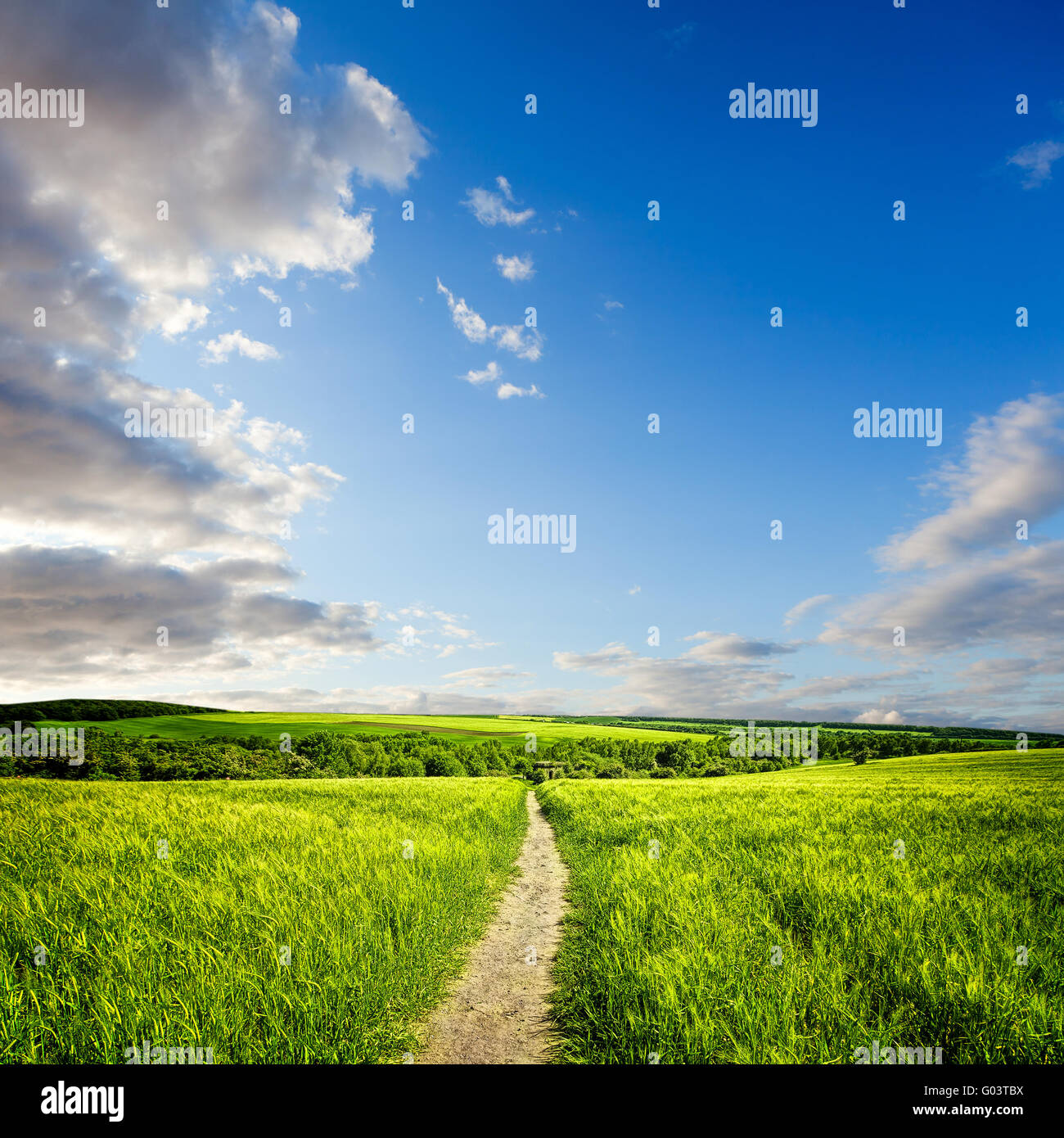 Summer landscape with green meadow and cereal Stock Photo - Alamy