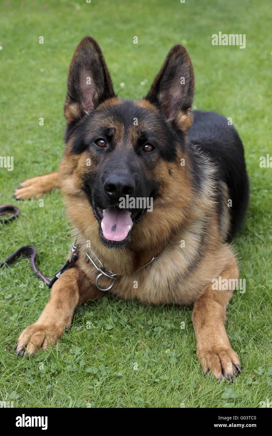 Wildlife german shepherd hi-res stock photography and images - Alamy