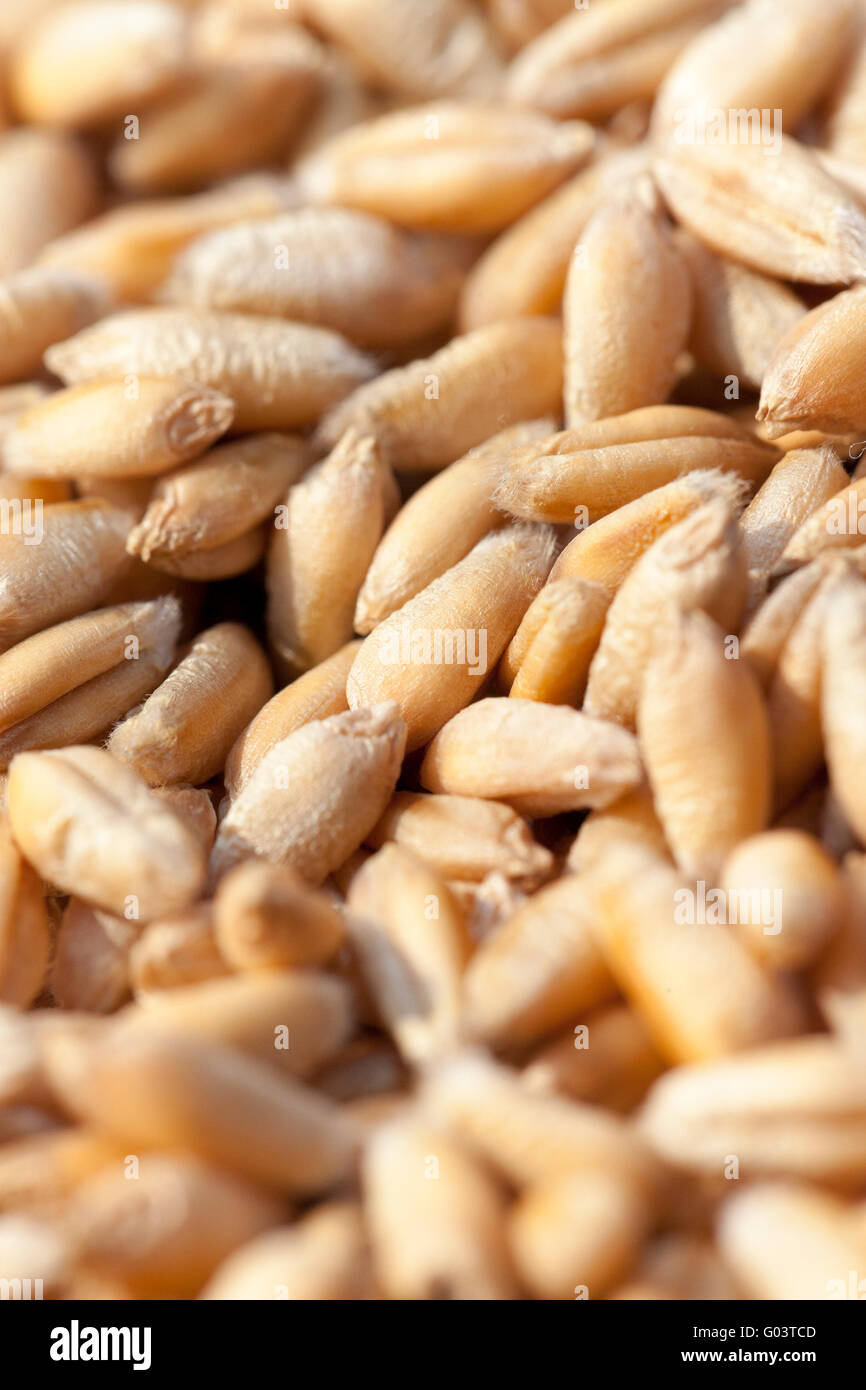 wheat, close up Stock Photo - Alamy
