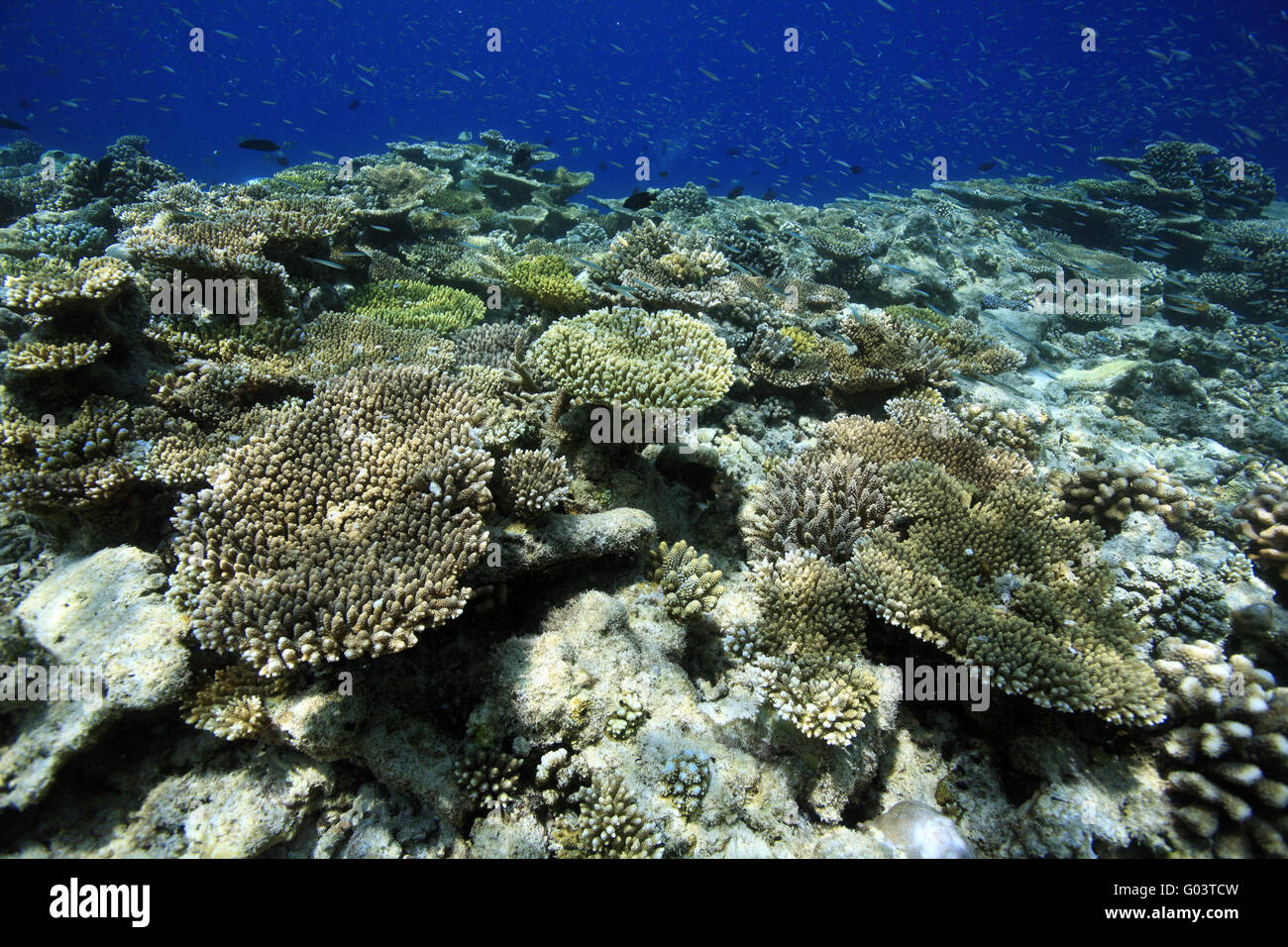 Korallenriff, Coral reef Stock Photo - Alamy