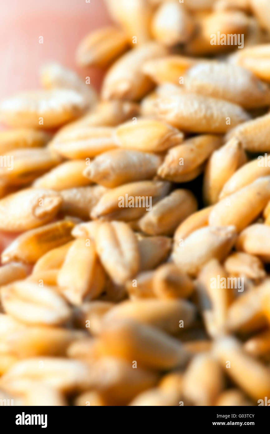 wheat, close up Stock Photo - Alamy