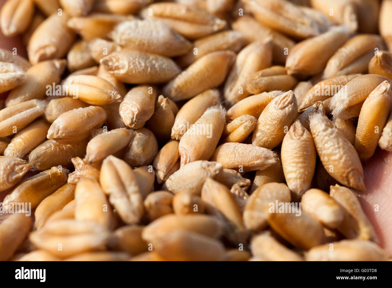 wheat, close up Stock Photo - Alamy