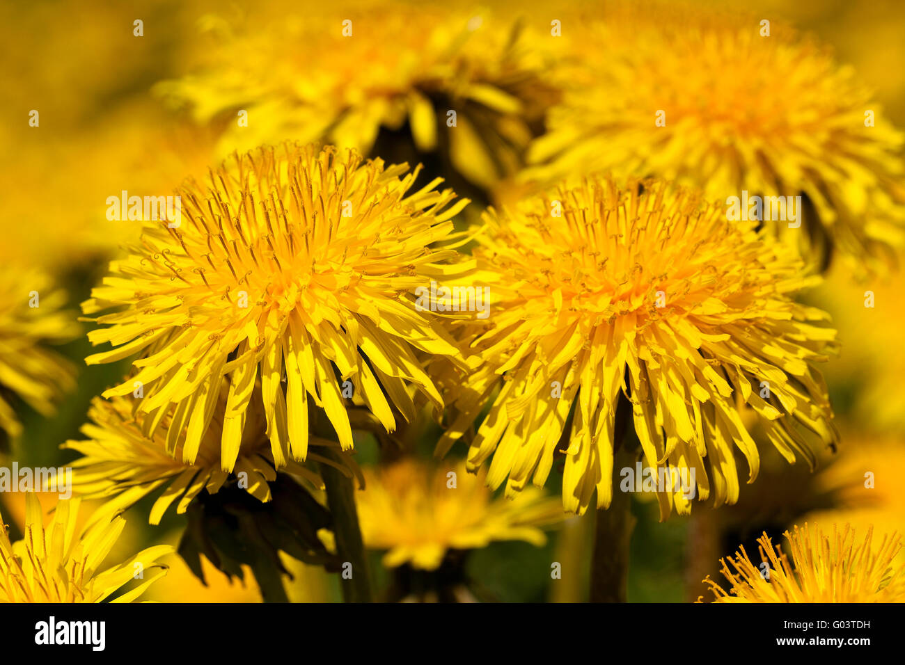 yellow dandelion flowers Stock Photo - Alamy