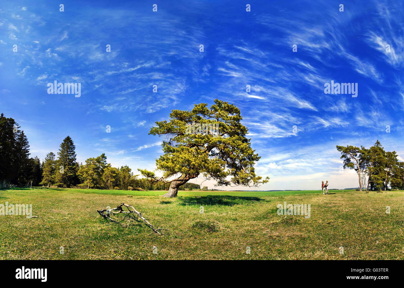 Old gnarled pine with Titting, nature reserve Altm Stock Photo - Alamy