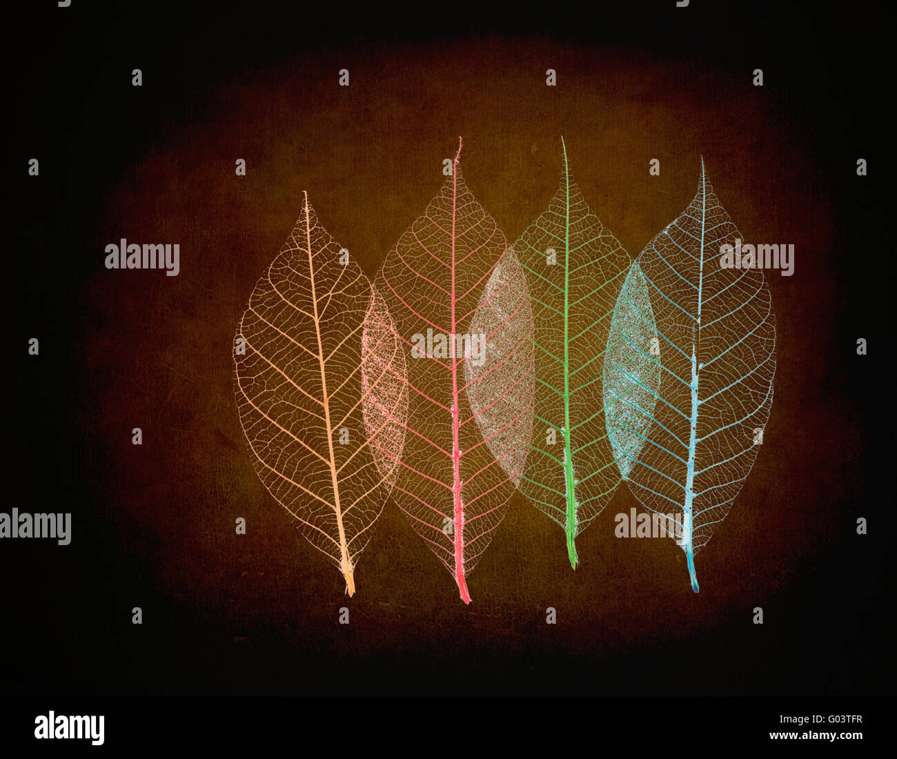Real leaf with detail vein and various colors Stock Photo - Alamy