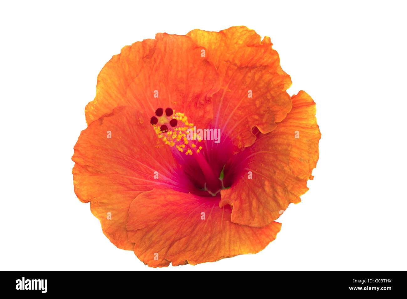Bahamas hibiscus flower hi-res stock photography and images - Alamy