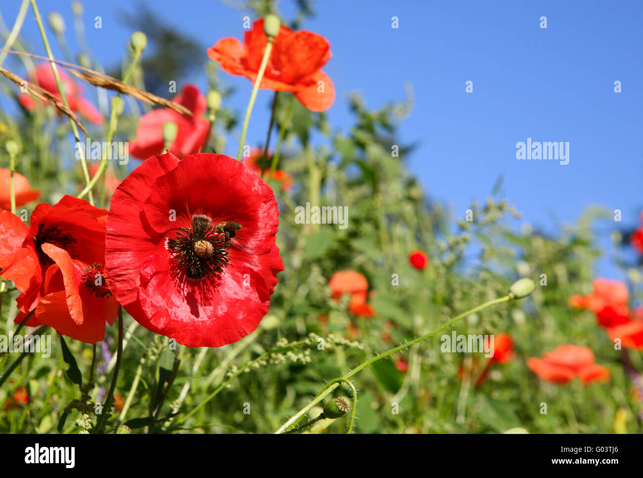 Garden corner poppies hi-res stock photography and images - Alamy