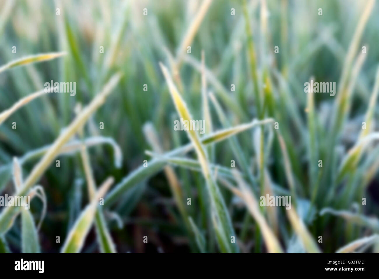 wheat during frost Stock Photo - Alamy