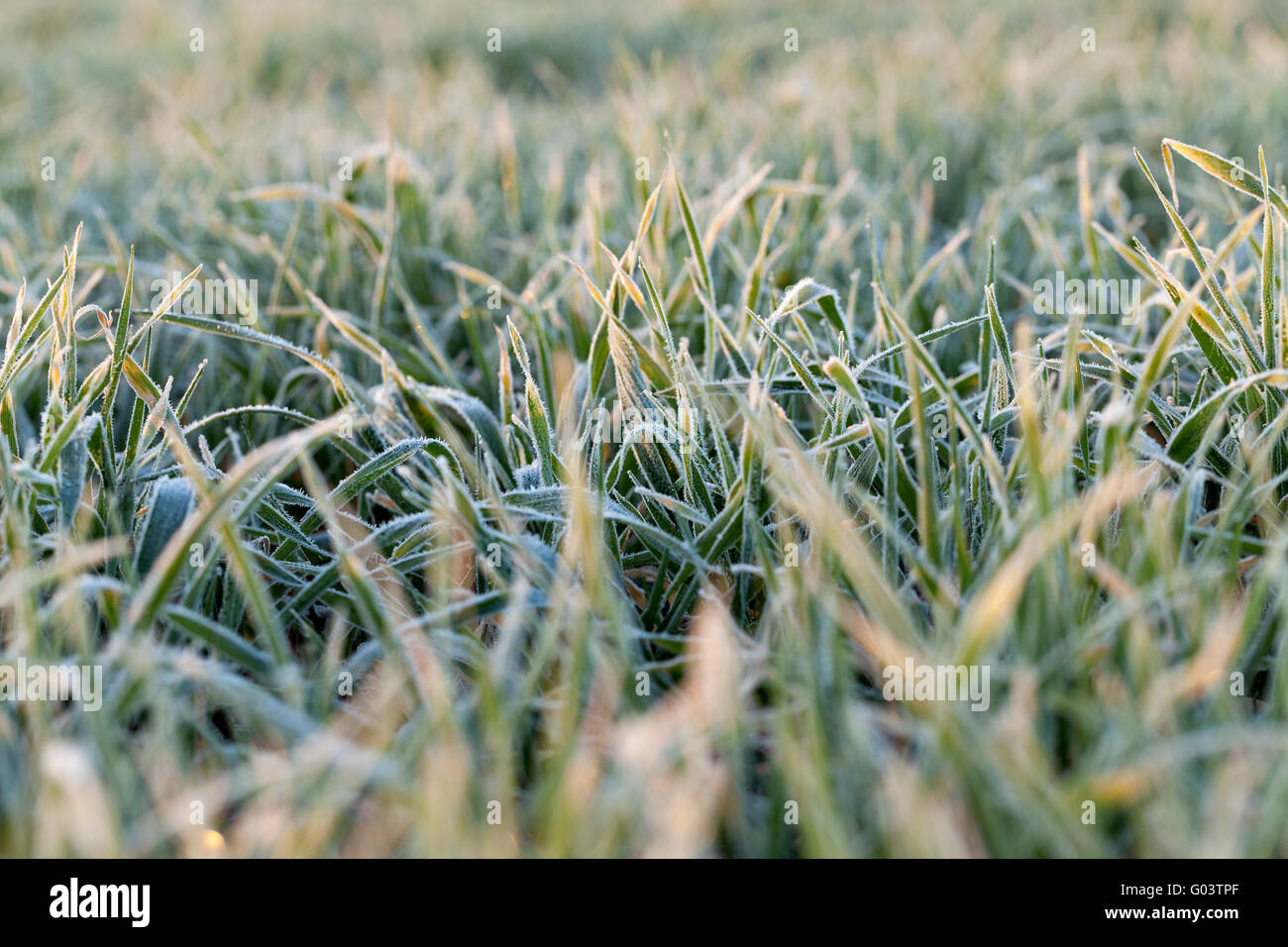 wheat during frost Stock Photo - Alamy