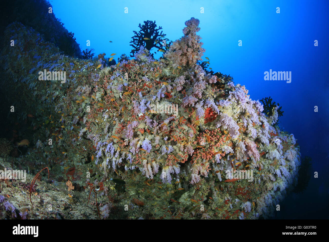 Farbenprächtiges Korallenriff, Beautyful Coral Reef Stock Photo - Alamy