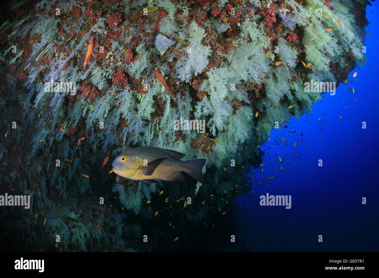 Farbenprächtiges Korallenriff, Beautyful Coral Reef Stock Photo - Alamy